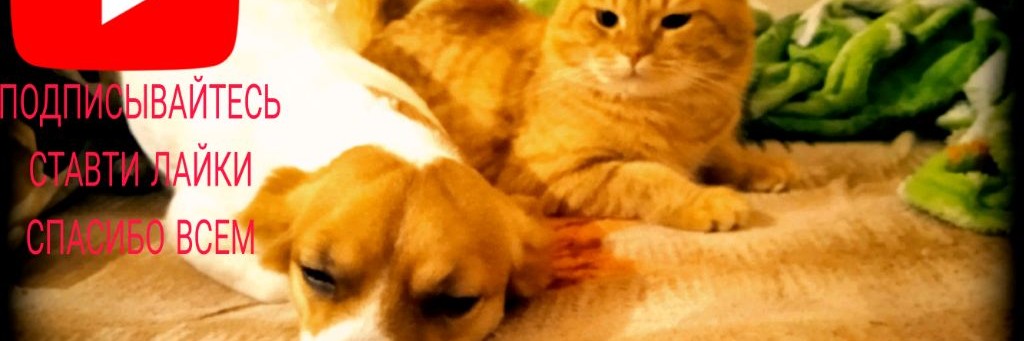 Юмор -с Животными