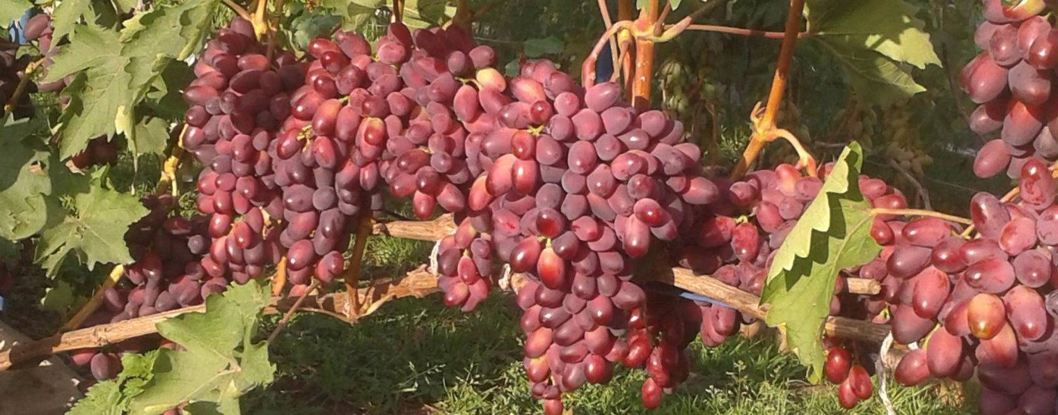 Виноград в Сибири
