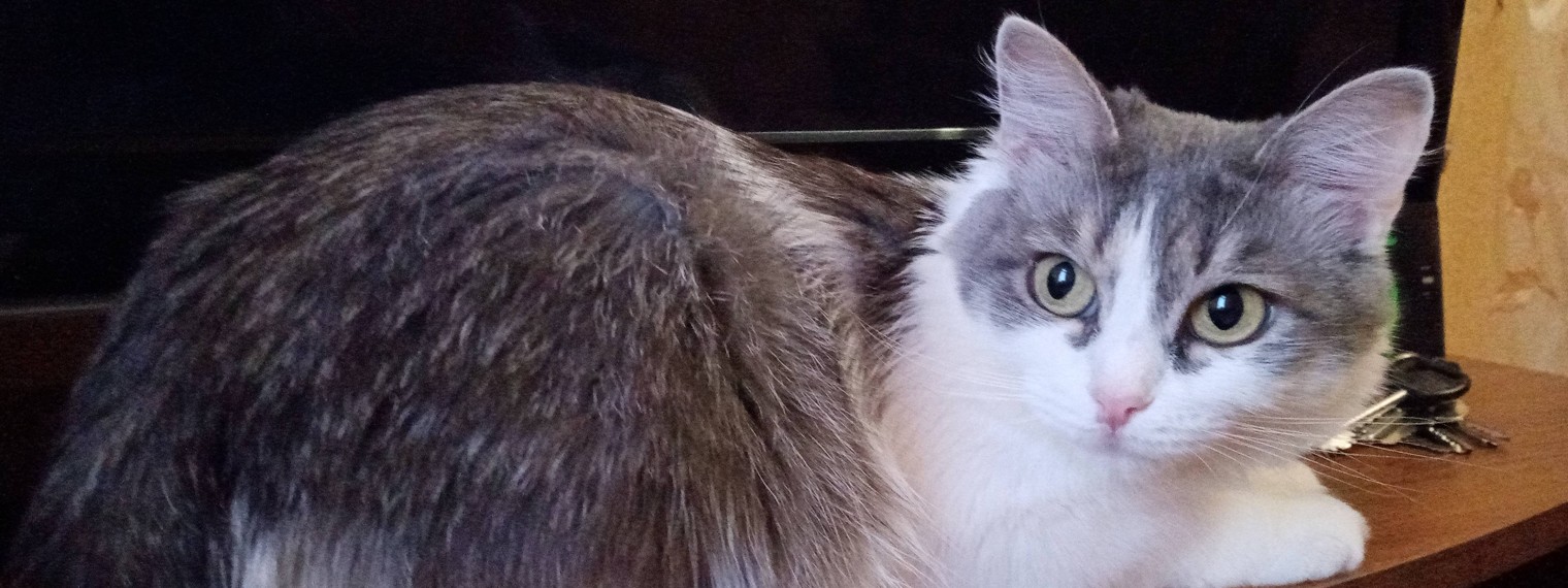 Смотреть смешное, прикольное видео кошки Муча Пуча