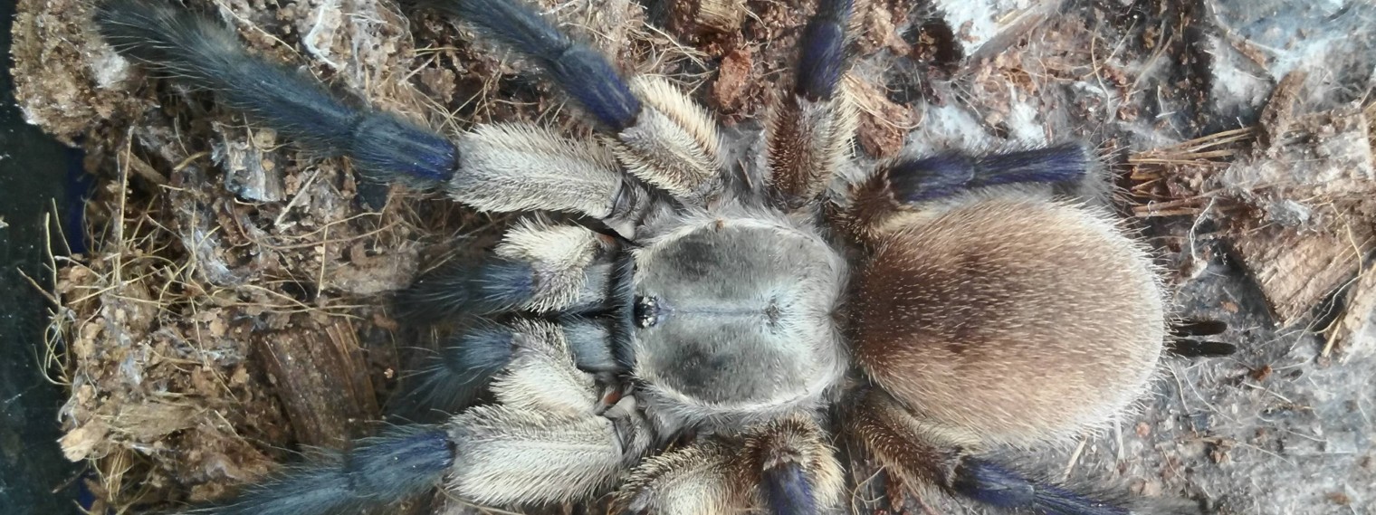 Пауки птицееды от Arachnoforbes