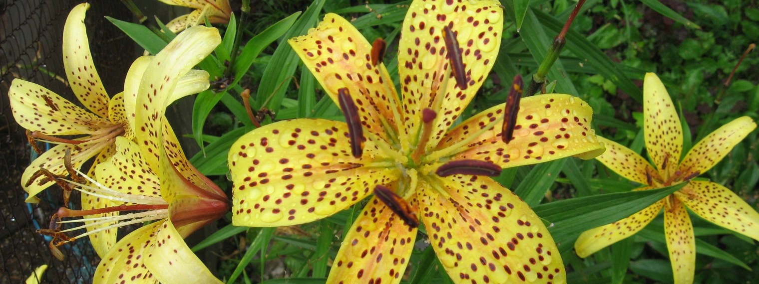 Фея с сенокоса.