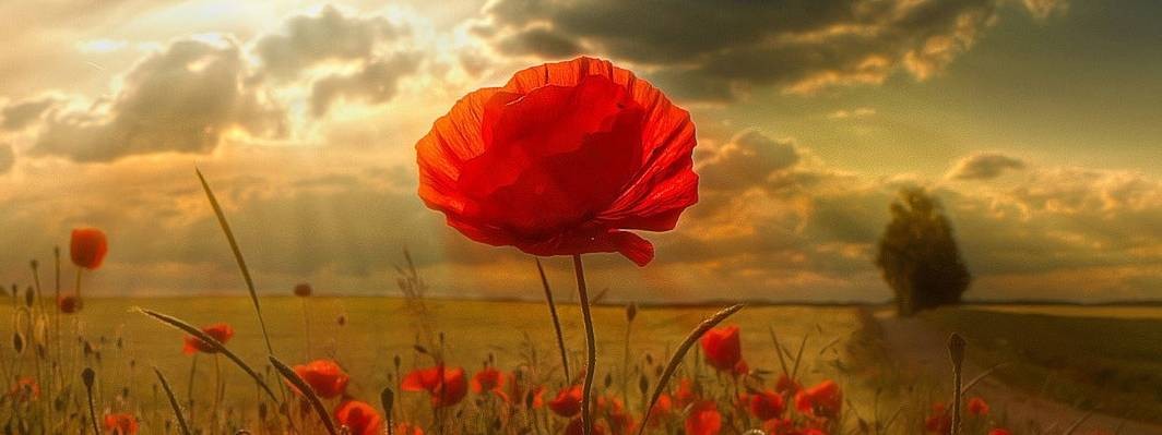 Солнечная (покупки и обзоры)