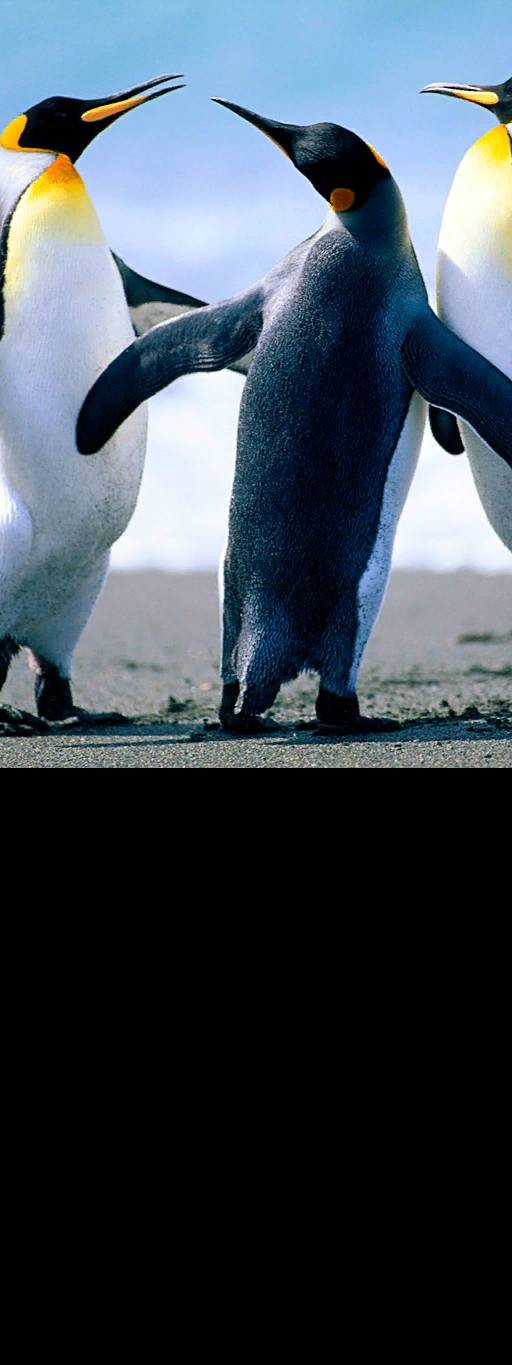 Кот с пистолетом