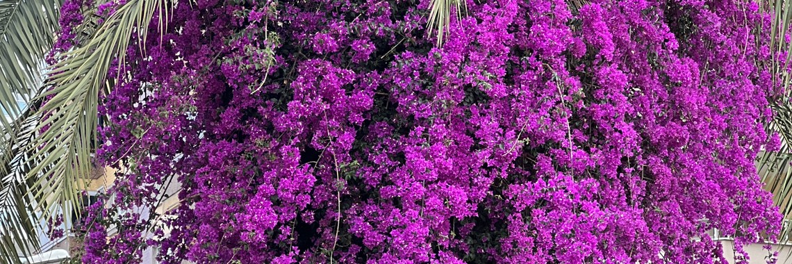 Ксения Пацинская