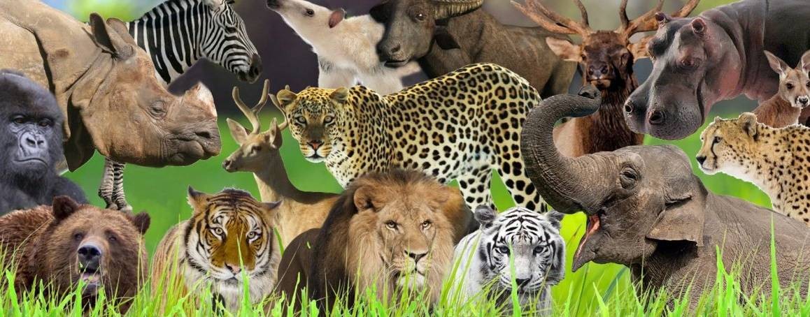 Animals World