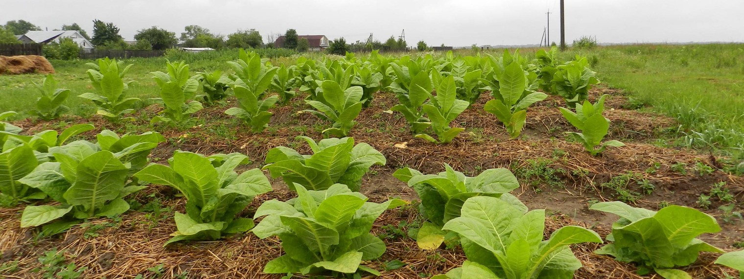 Домашний табак