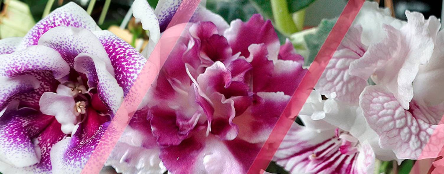 Злата Метлушко - ЦВЕТИКИ