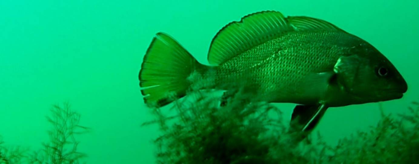 Объятия Черного моря