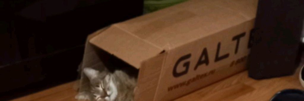 Кошка Милка ?