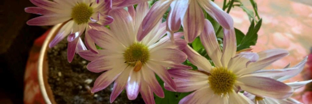 Евгения Язовская