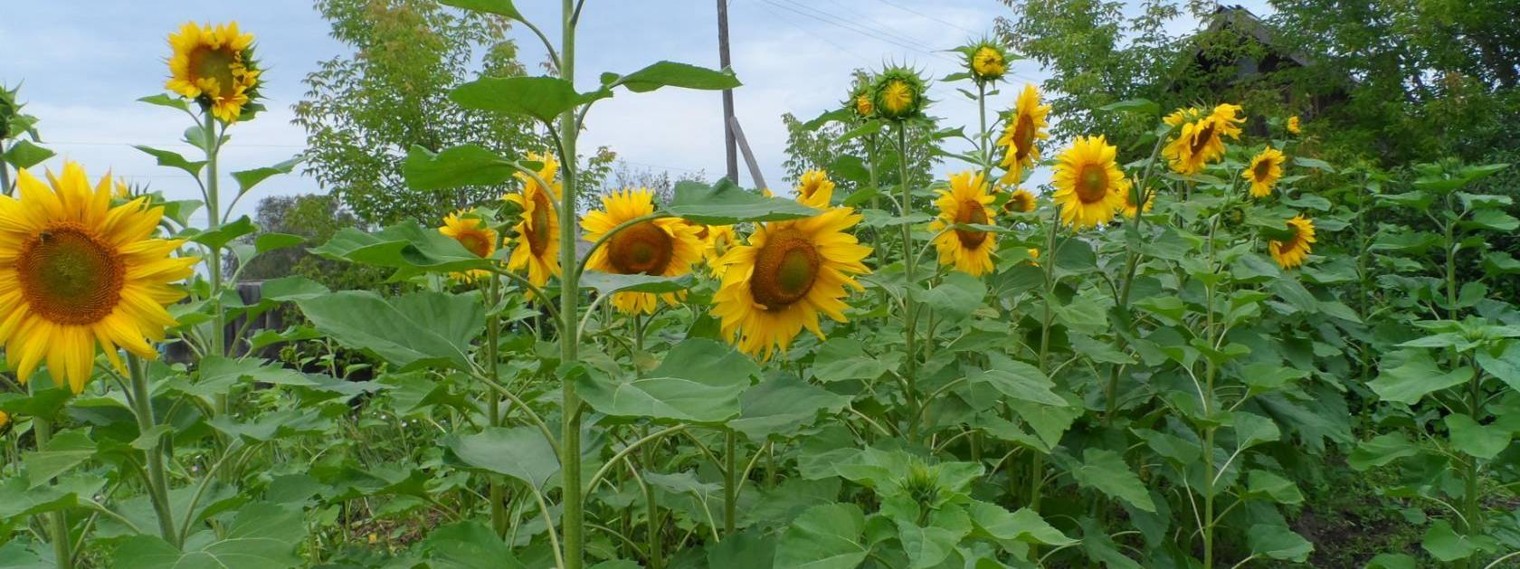 МОЯ ЖИЗНЬ в тридевятом царстве
