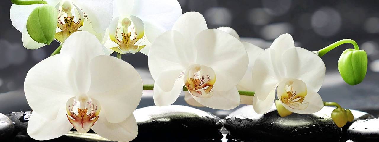 Мир орхидей