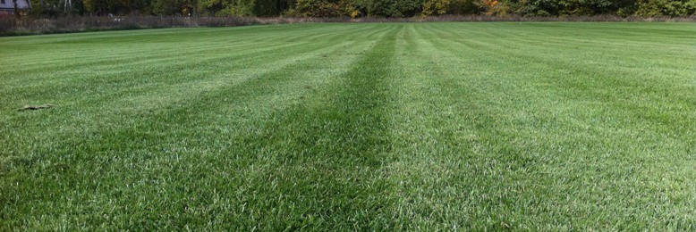 РОСТГАЗОН/ Ростовский питомник рулонных газонов