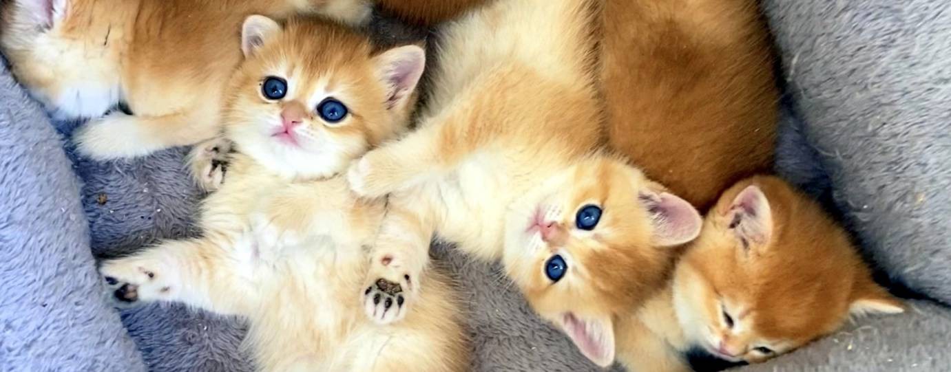 Питомник британских кошек окрасов золотая шиншилла