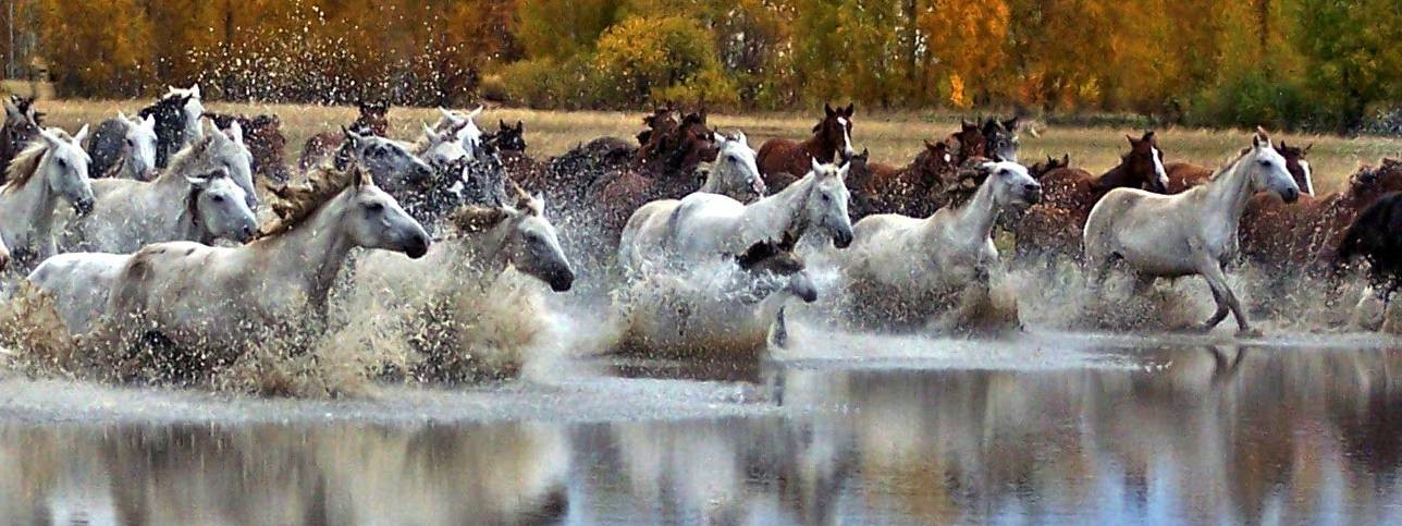 ВЕТЕР В ГРИВАХ