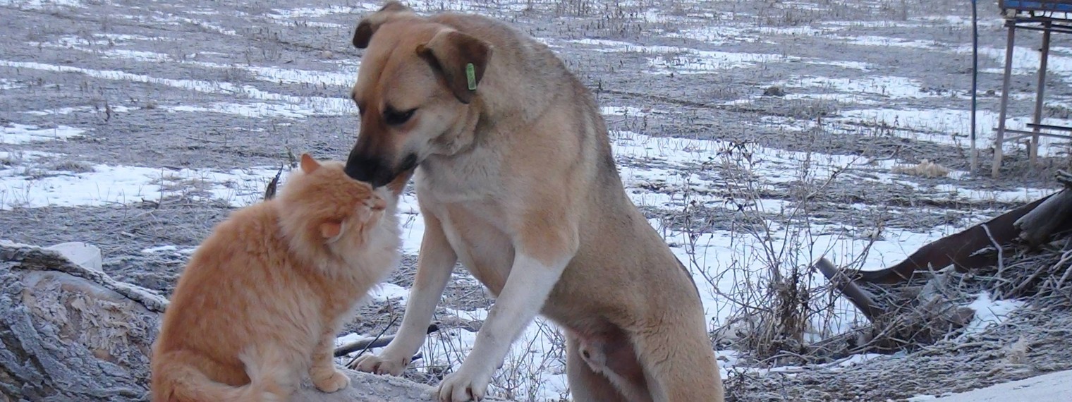 Михаил. Не только о котах.