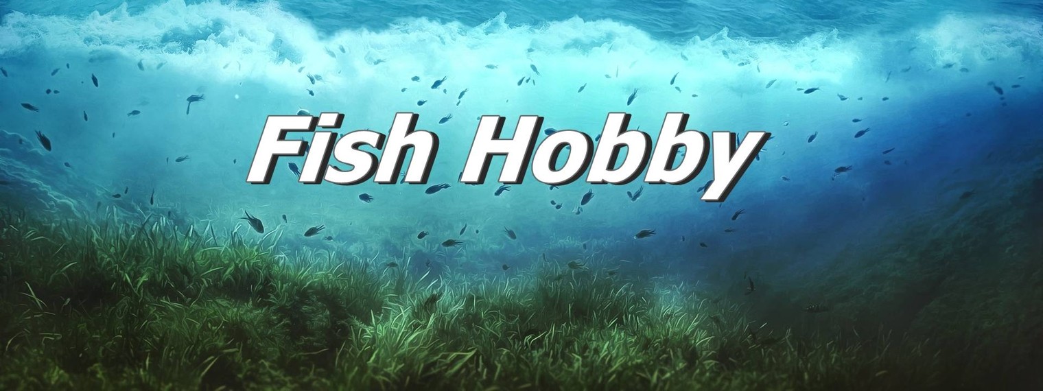 Fish Hobby