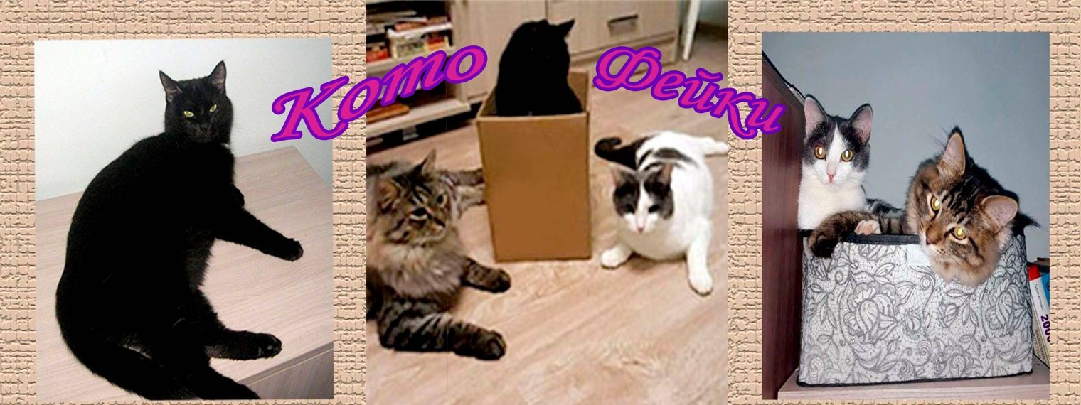Котофейки, юмор.
