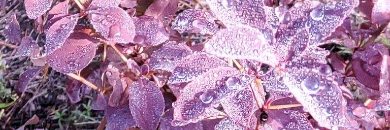 Маникюрщица