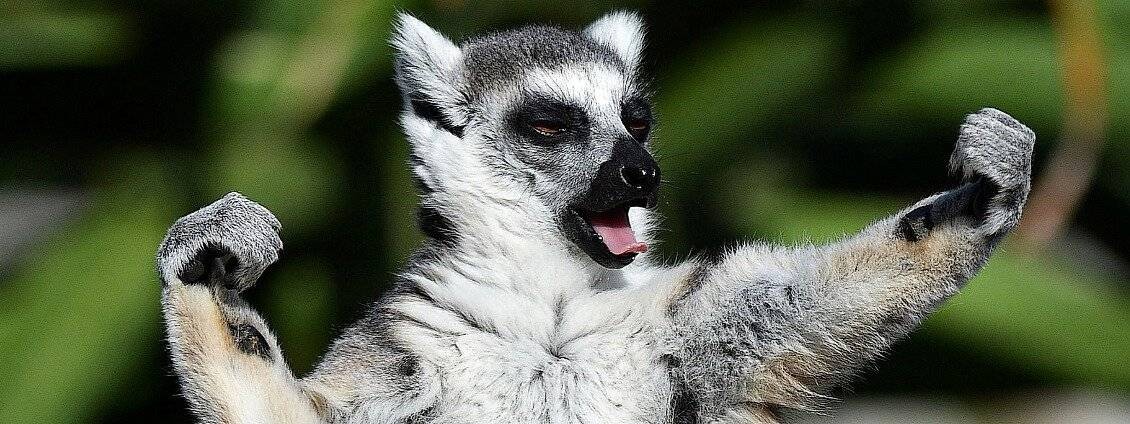 Смешные животные