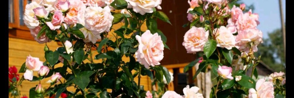 Моя Усадьба