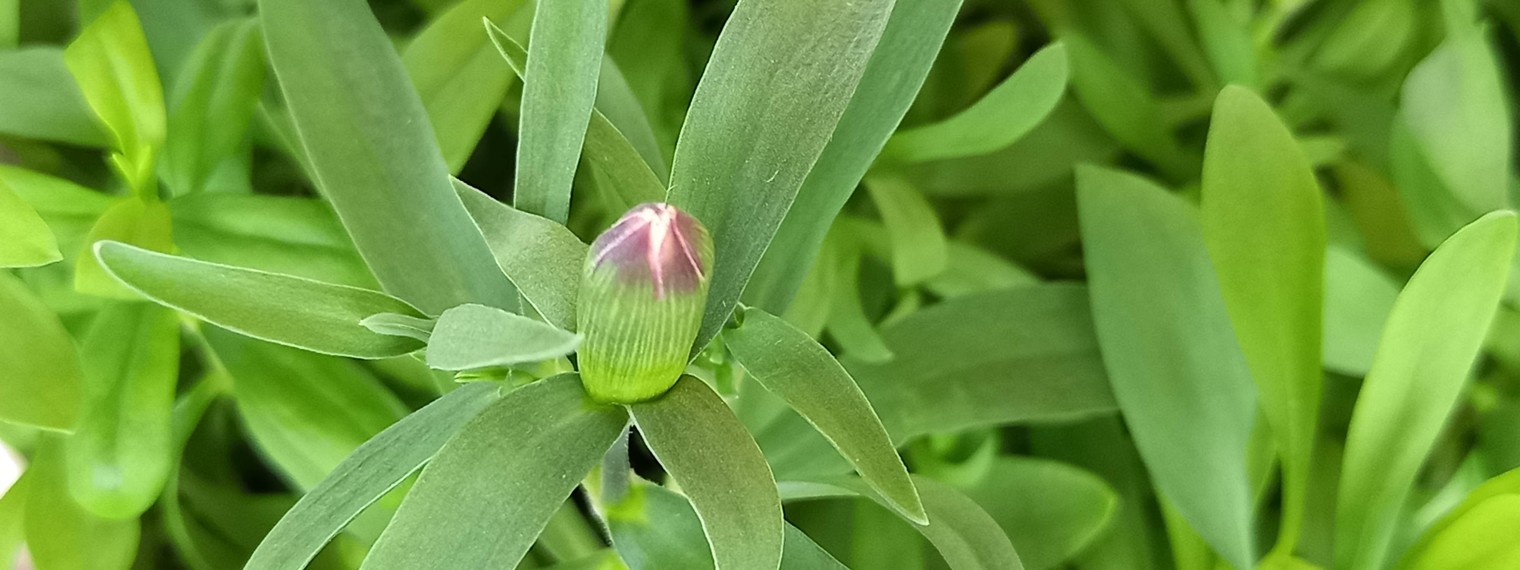 Анастасия Демидова - о растениях🪴