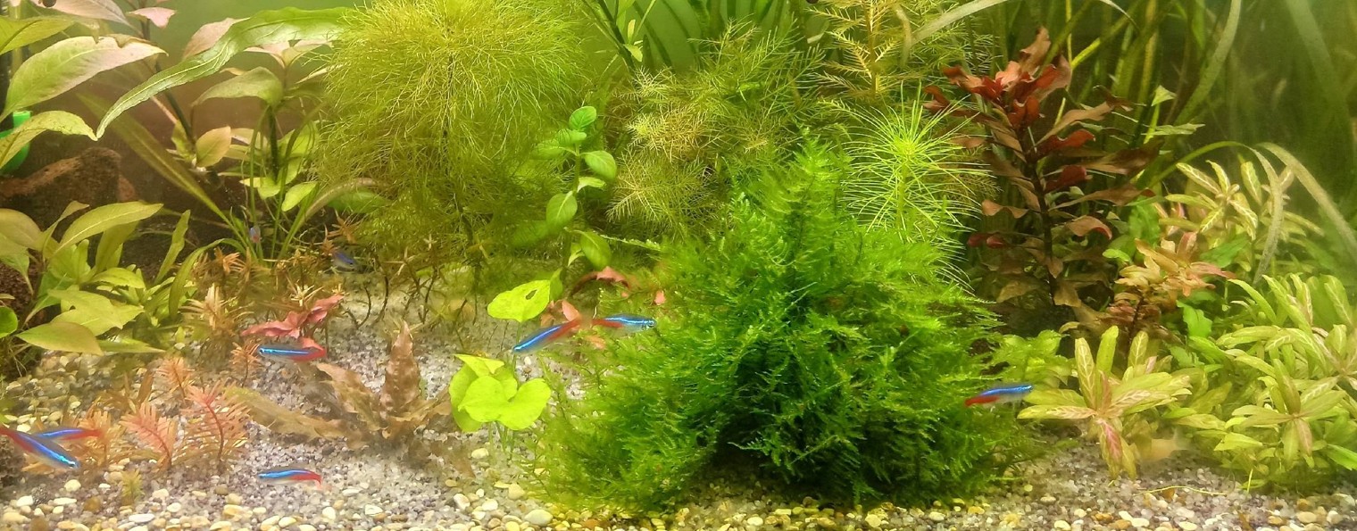 Дина Сова КИСКИ И РЫБКИ