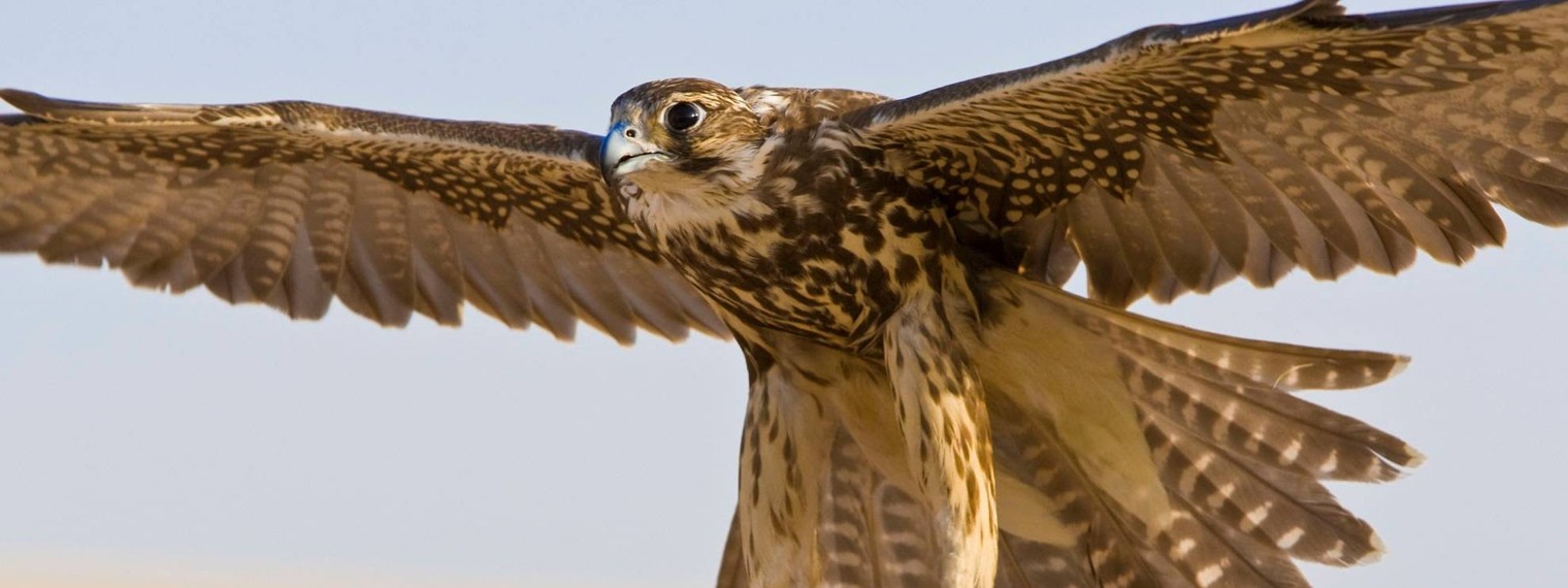 Священный путь