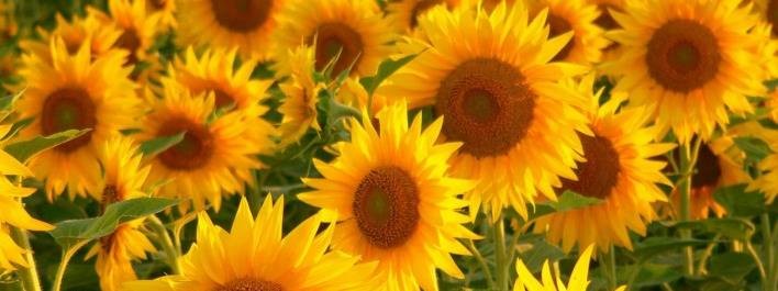 ОСЕТИНКА ГОТОВИТ