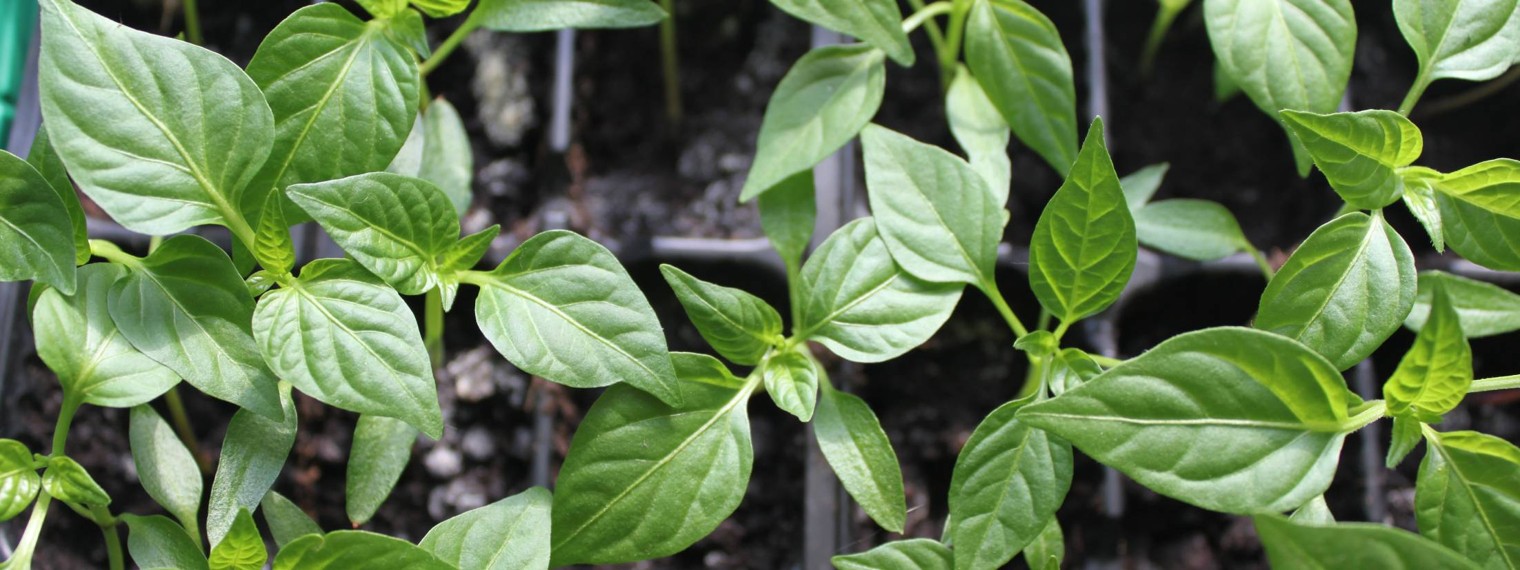 Огород на подоконнике