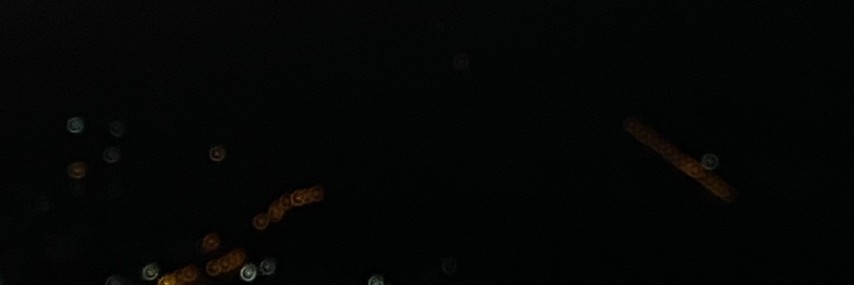 Вика Арестова