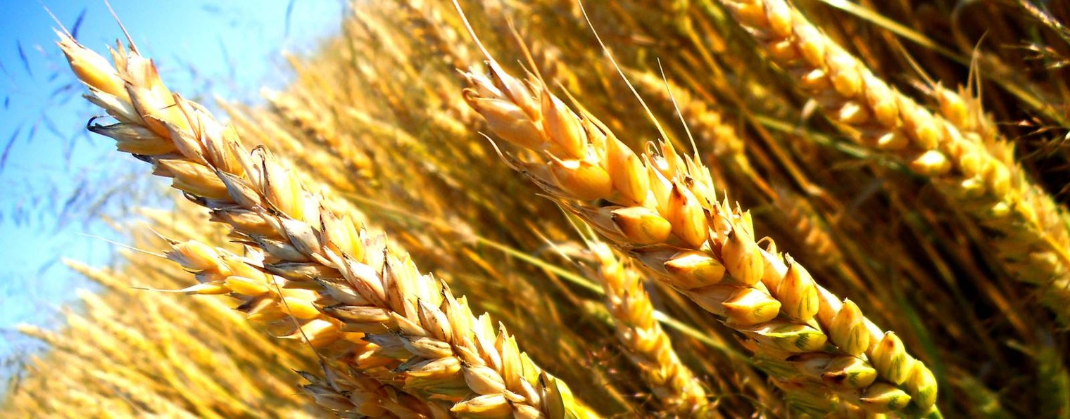 Шаманаев Александр