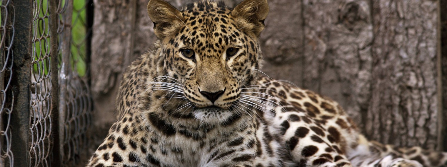 Зоосад " Приамурский" им. В.П. Сысоева