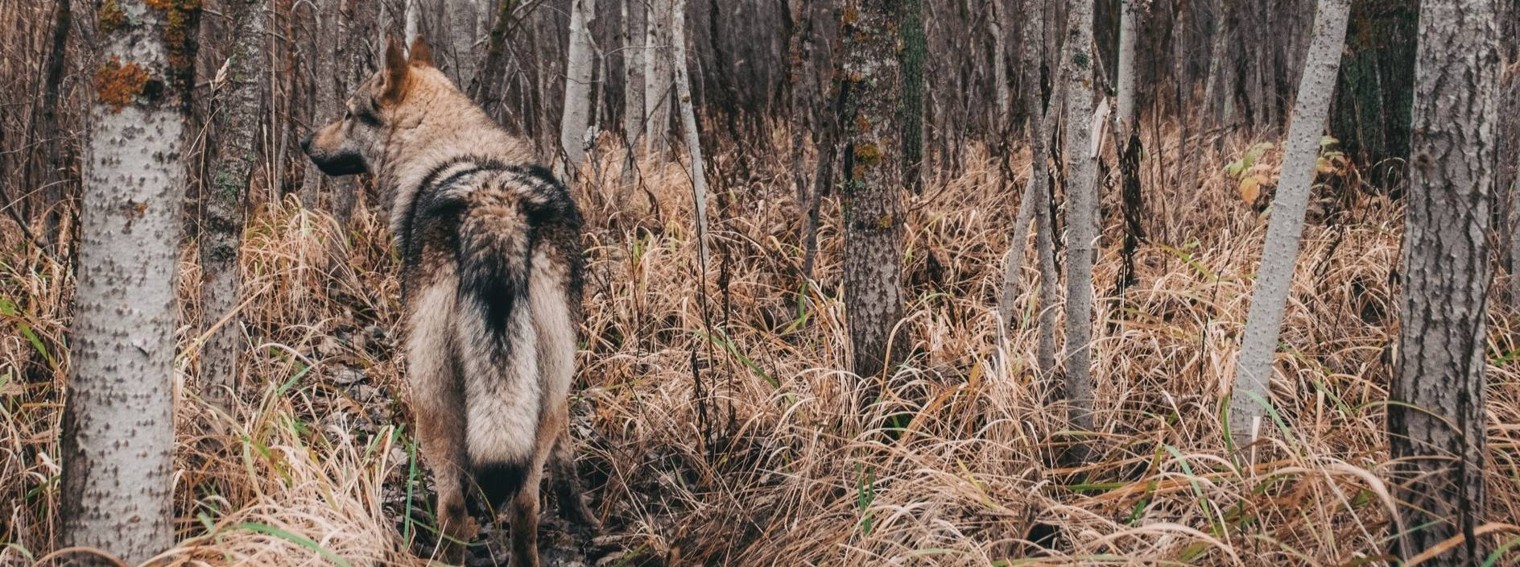 Wolf Spirit