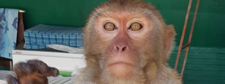 Яша Лазаревский