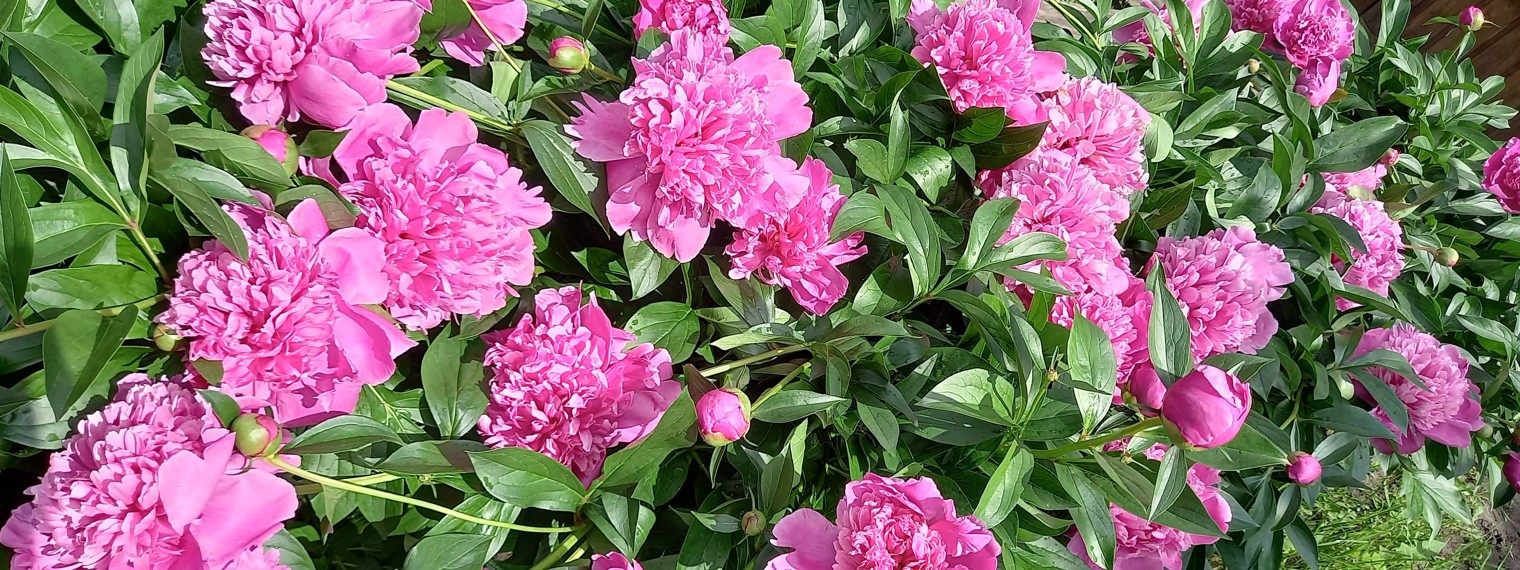 Наталья М.М.