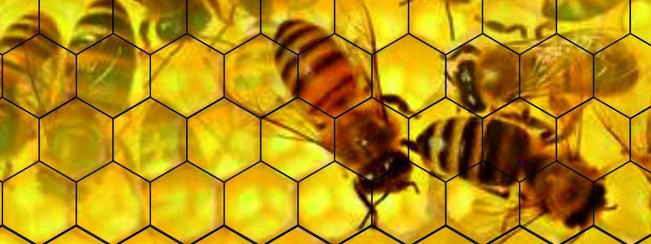 Золотые Пчёлки