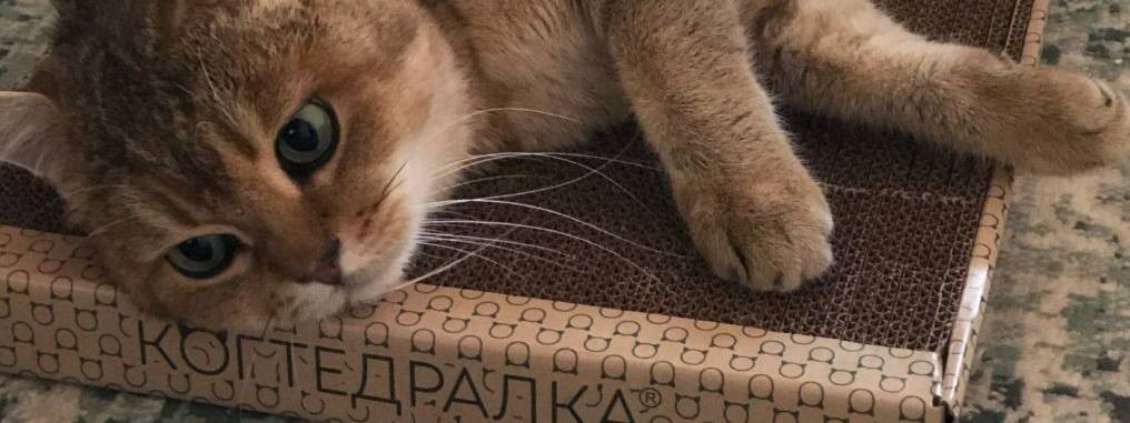 Когтеточки для кошек "Когтедралка" и "Когтемания"