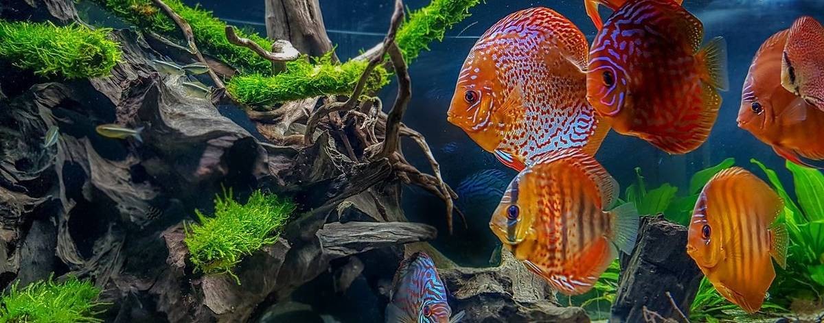 АкваКантри - Альманах для Аквариумиста