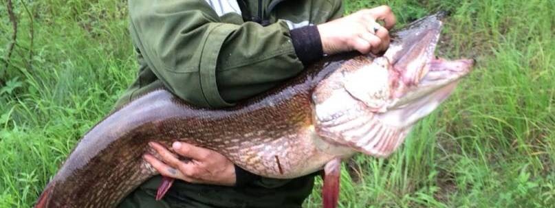 Ремонт авто мото техники Рыбалка Медведев