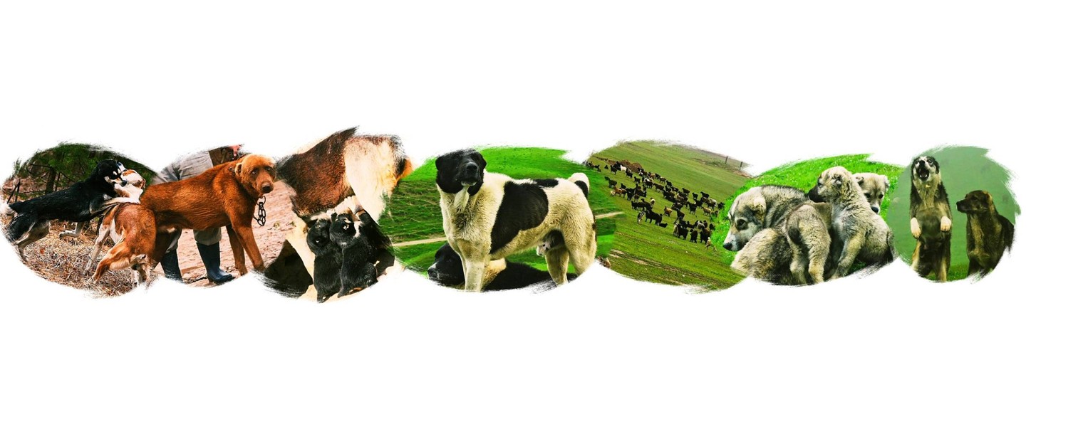 Волкодав как он есть. Потомки Саги Дахмарда.