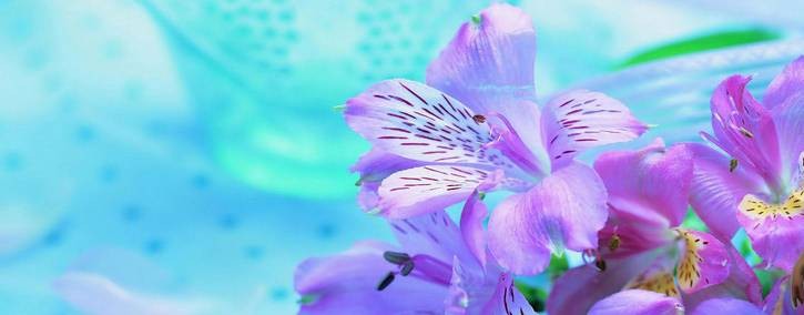 Елена Астапкович