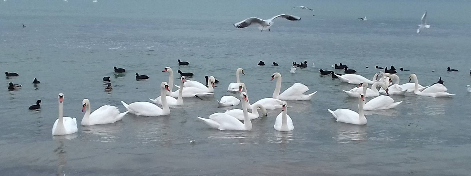 Жизнь в Анапе Северянки