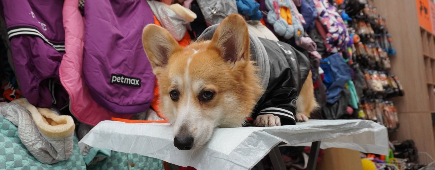 Бентли и Анжелика