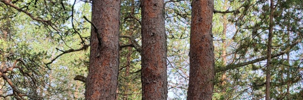 Мария