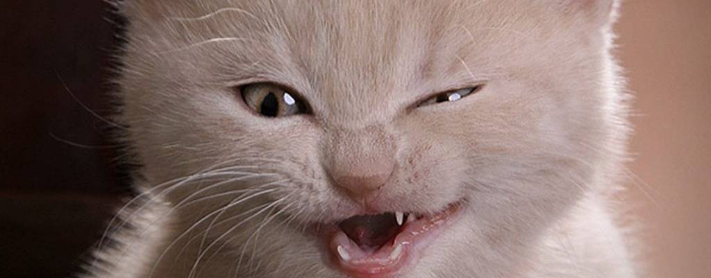 Игорь Котельников