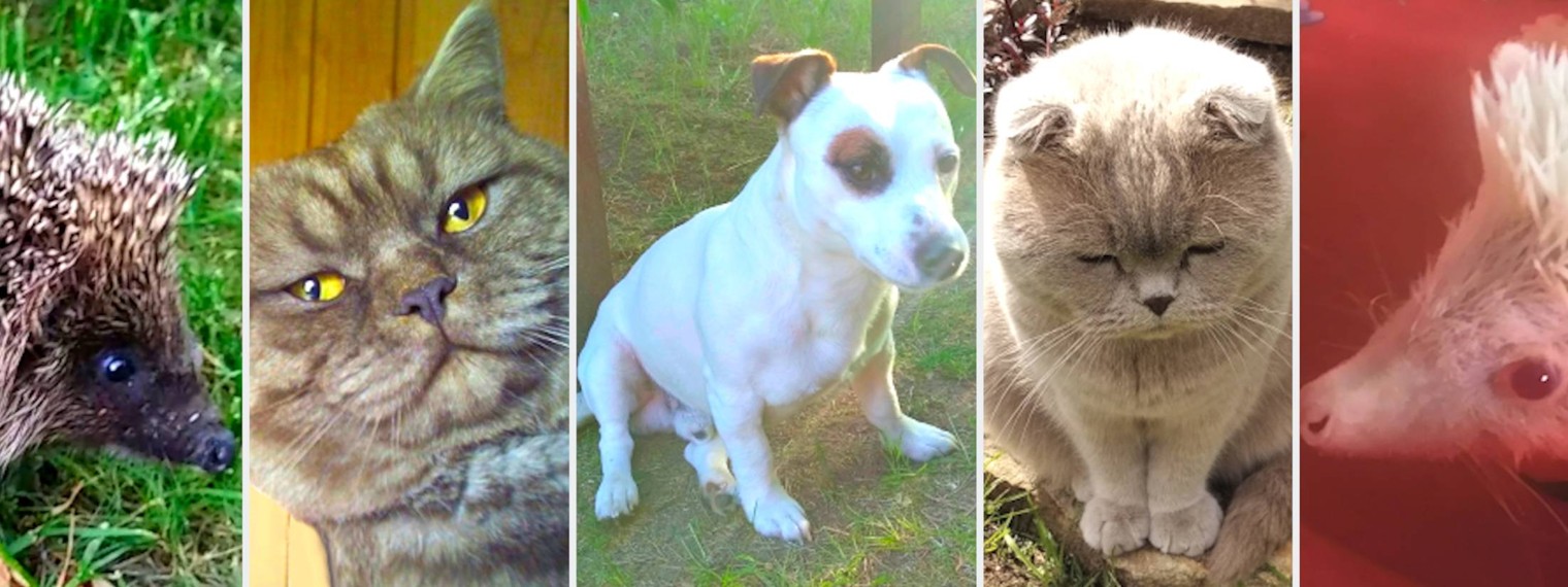 Яркие приятели