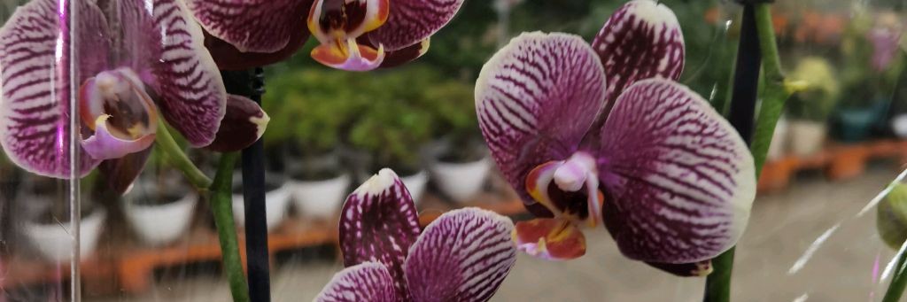 Жизнь на подоконнике