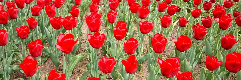 Михаил Михайлов -Ведущий и певец