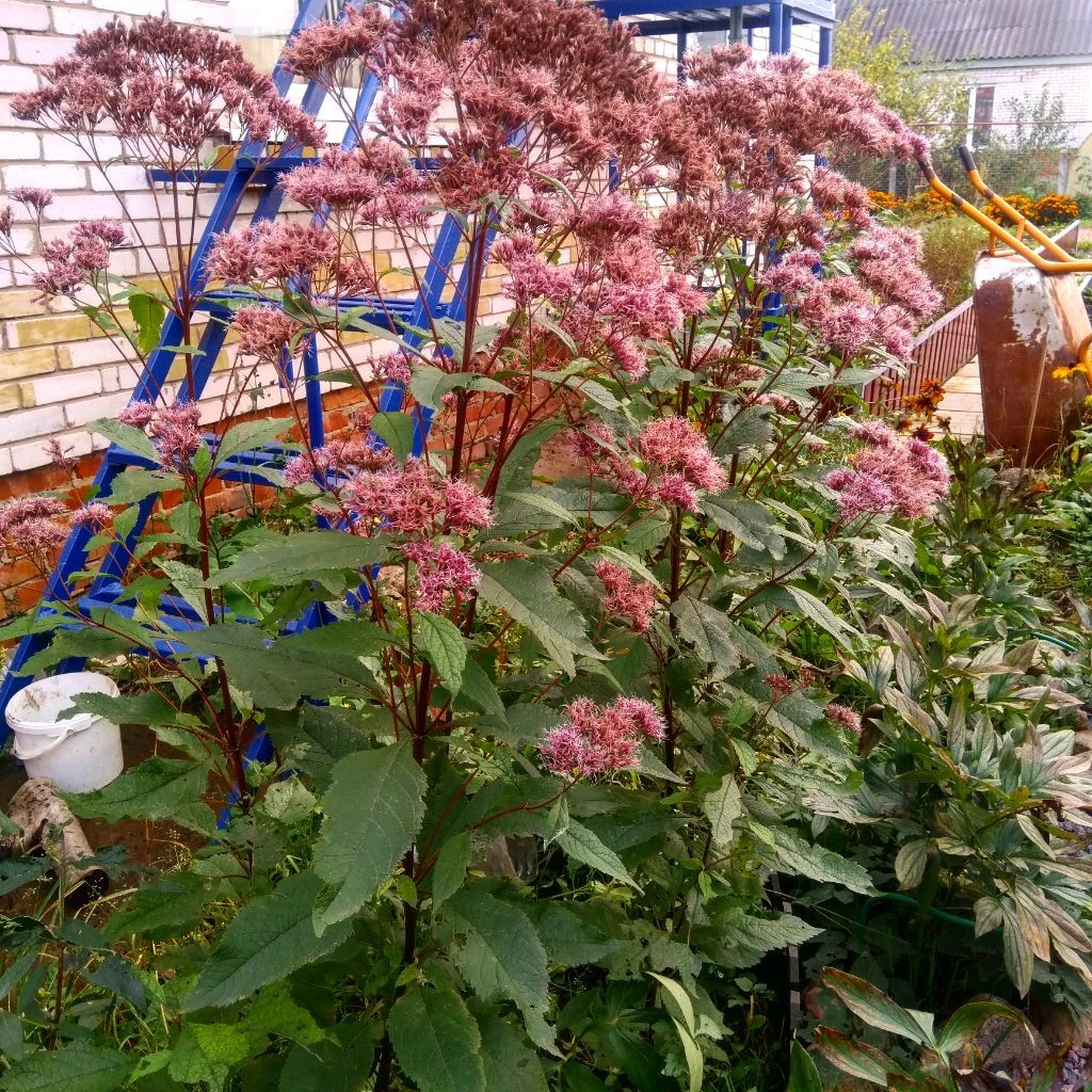 Андрей Афонин Runia